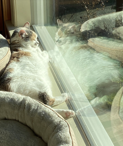 Tinkerbell | Mr. Tippy and his friends