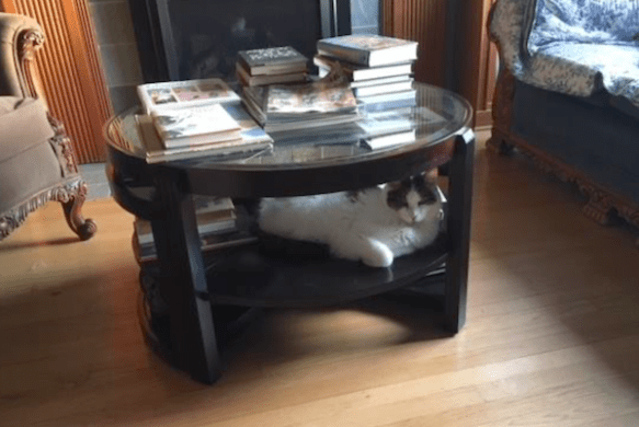 Mr. Tippy | Mr. Tippy and his friends