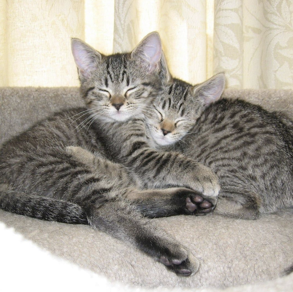 Zoe and Kaylee (the Stripe Sisters) | Mr. Tippy and his friends