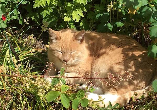 Mr. Garibaldi | Mr. Tippy and his friends