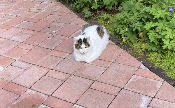 Mr. Tippy | Mr. Tippy and his friends