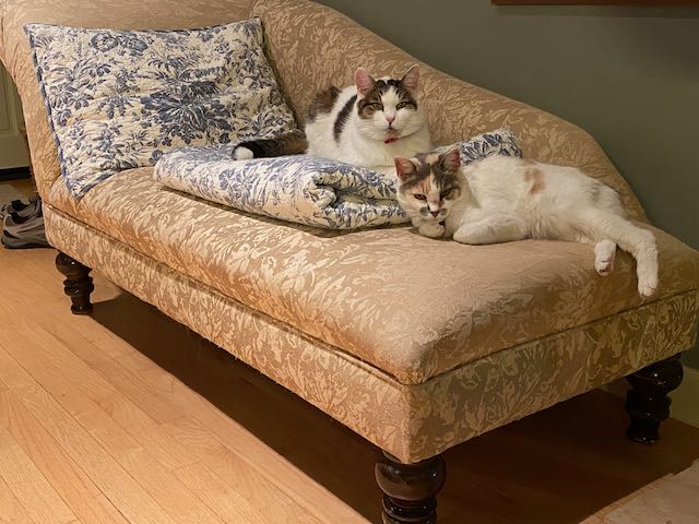 Feline Formations | Mr. Tippy and his friends