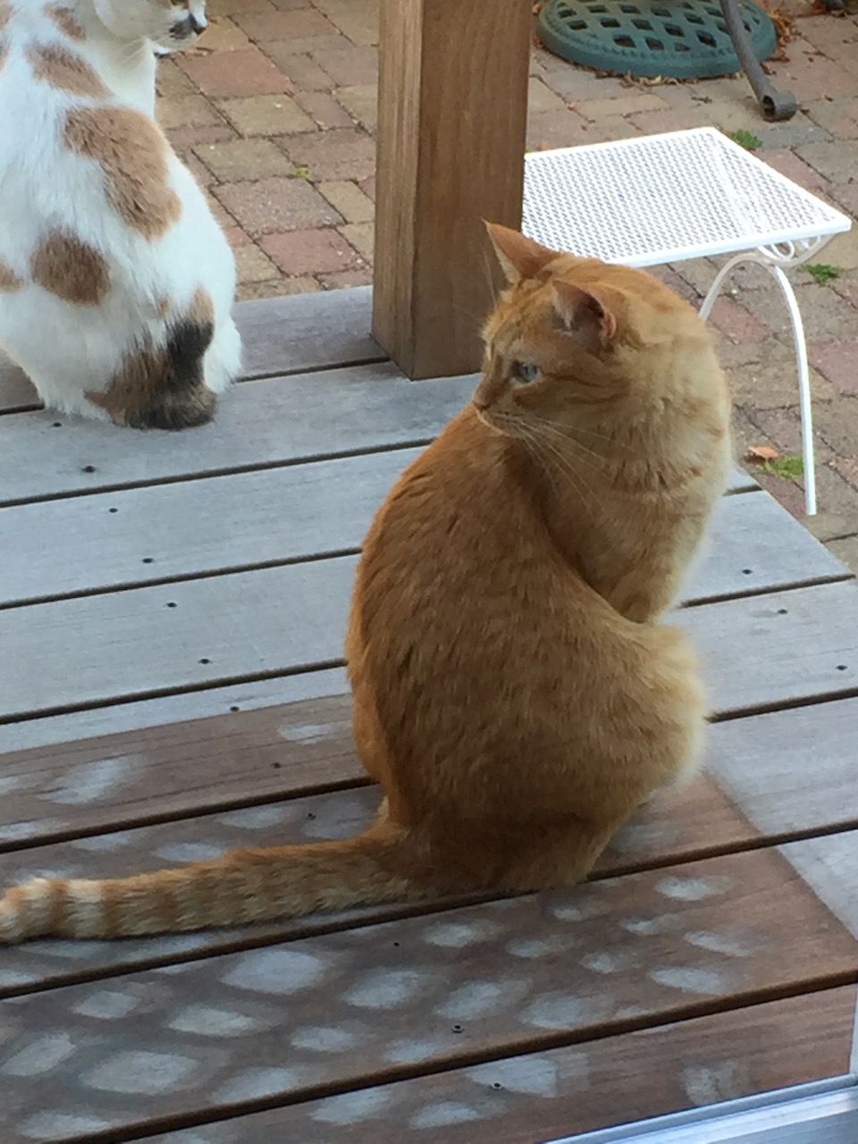 Mr. Tippy | Mr. Tippy and his friends