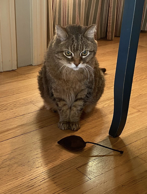 Max the Neighborhood Cat | Mr. Tippy and his friends