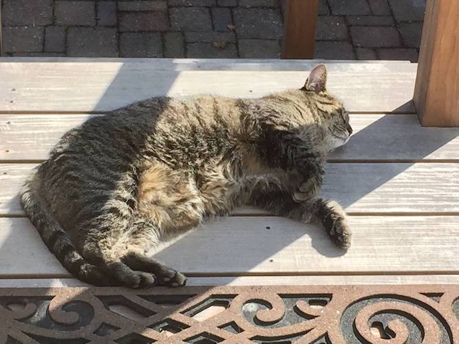 Max the Neighborhood Cat | Mr. Tippy and his friends