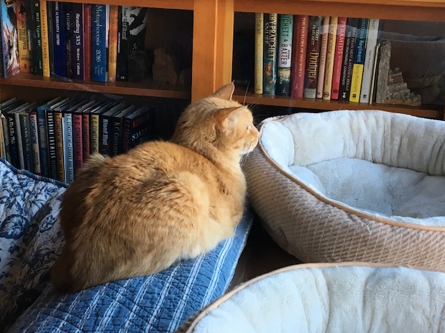 Perdita | Mr. Tippy and his friends